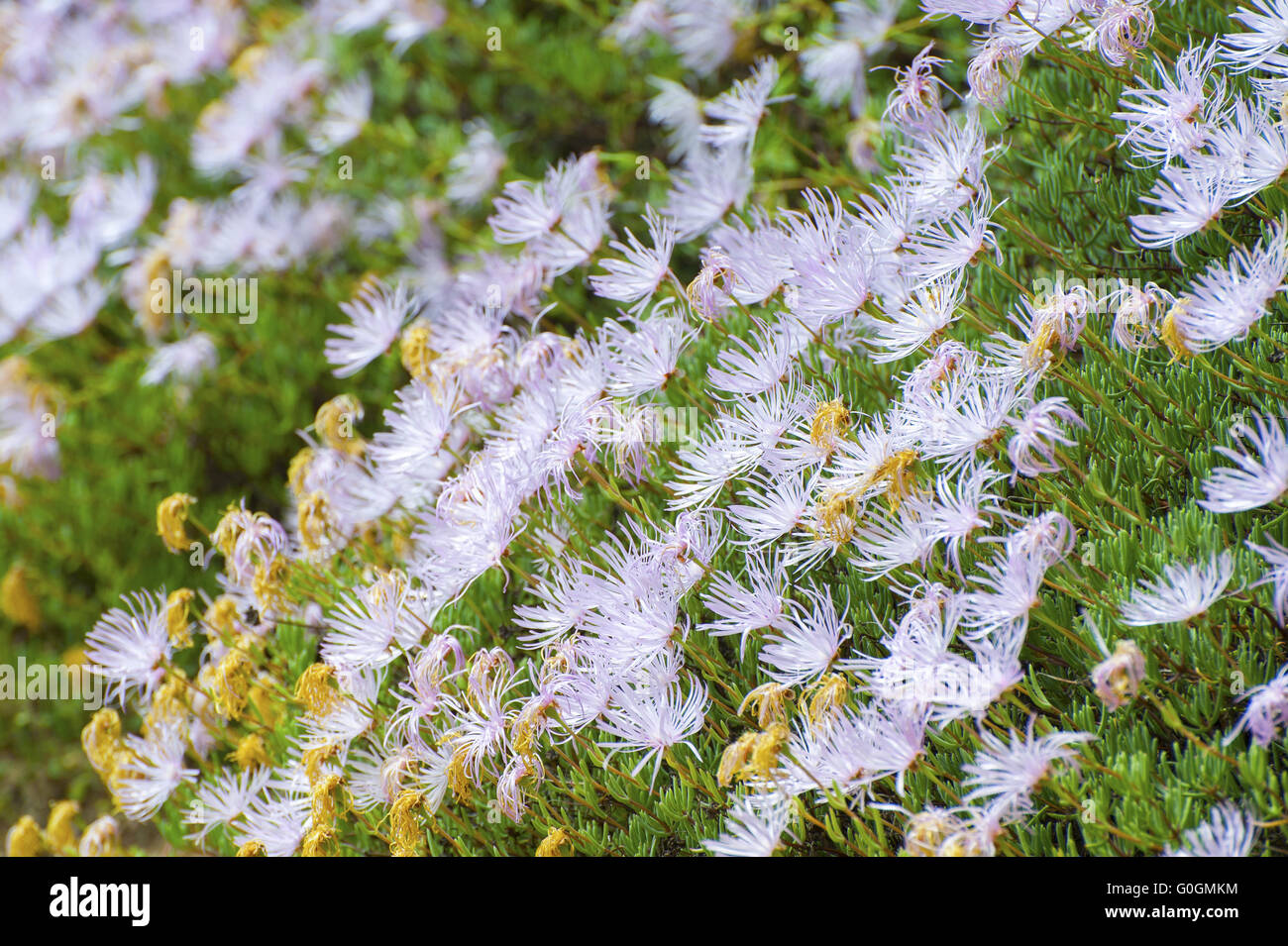 Background of many small flowers Stock Photo - Alamy