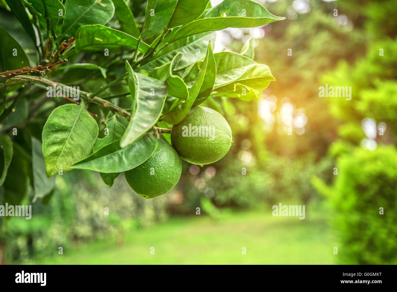 Lime tree fruits Stock Photo - Alamy