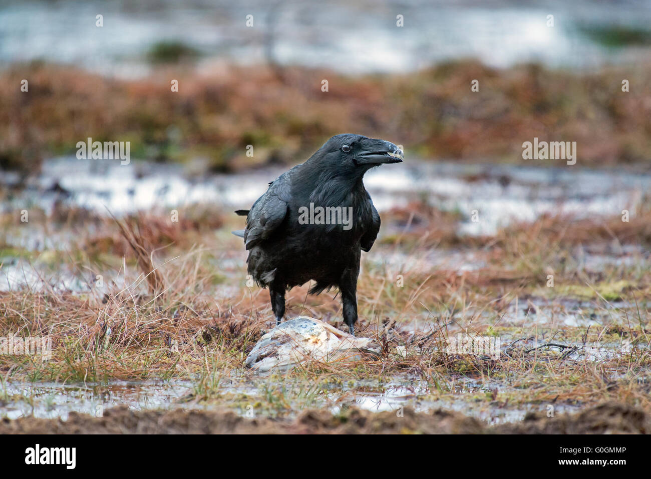 Raven eating a fish hi-res stock photography and images - Alamy