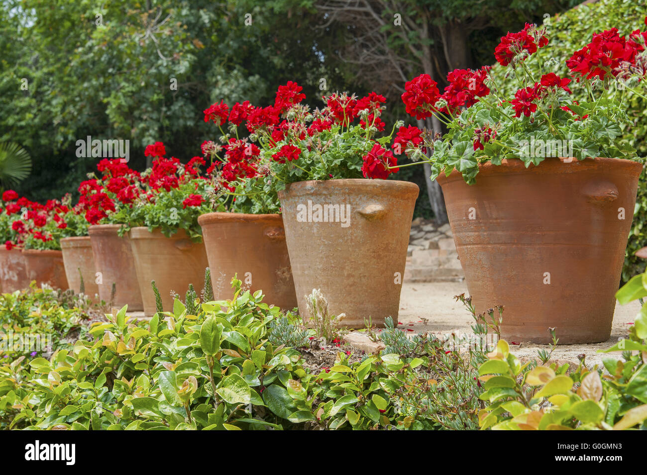 Geranium in tubs in the garden Stock Photo - Alamy