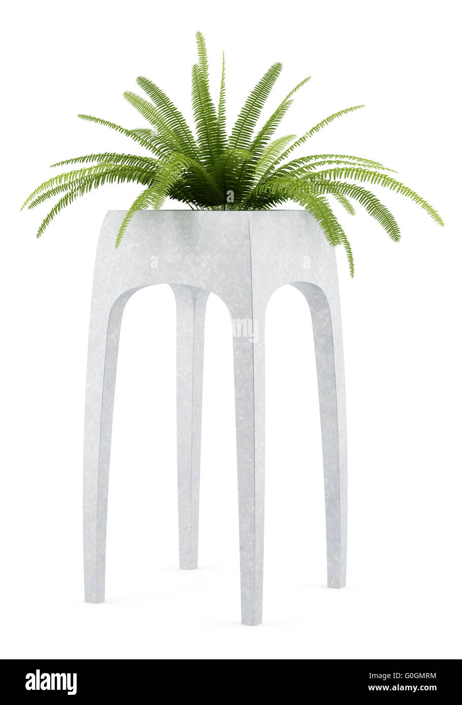 fern plant in pot isolated on white background Stock Photo - Alamy