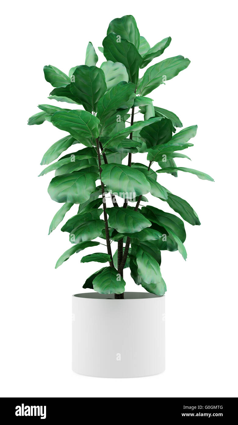 potted ficus plant isolated on white background Stock Photo - Alamy