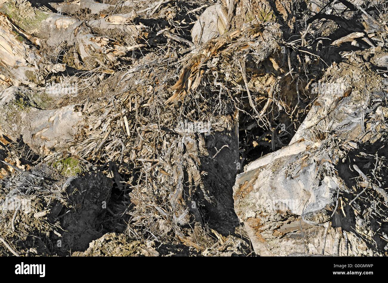 Unearthed tree root hi-res stock photography and images - Alamy