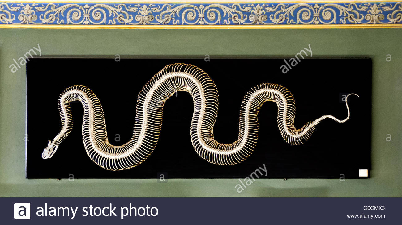 Indian Constrictor Snake High Resolution Stock Photography and Images ...