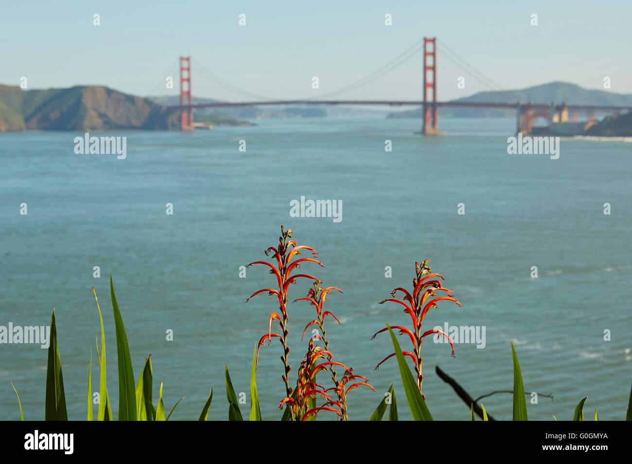 Flowers and the golden gate bridge hi-res stock photography and images ...