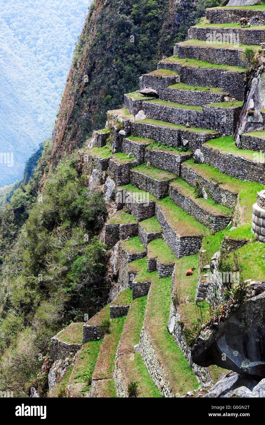 terraces of Machu Picchu Stock Photo - Alamy