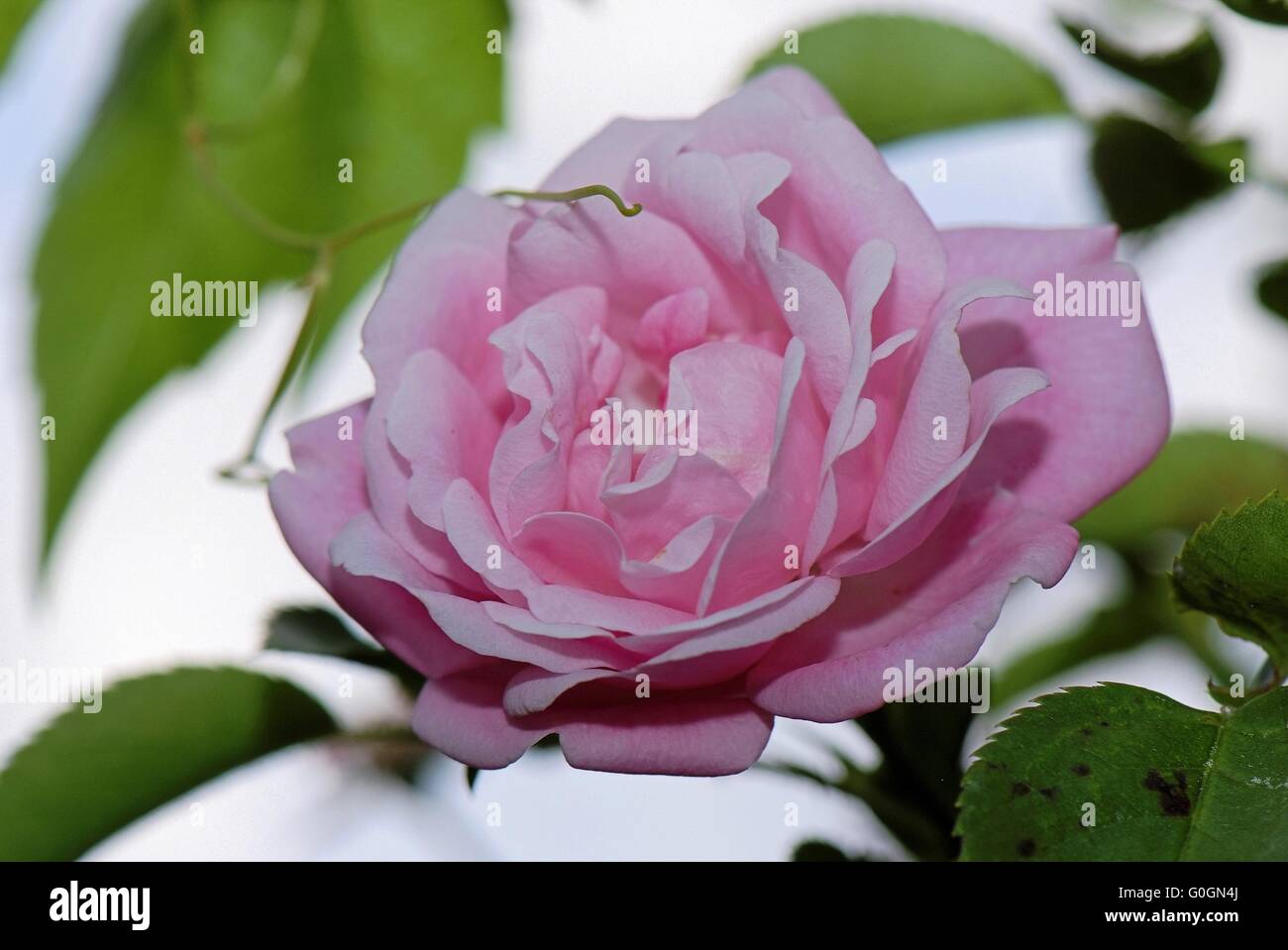 Rose Sepal High Resolution Stock Photography and Images - Alamy