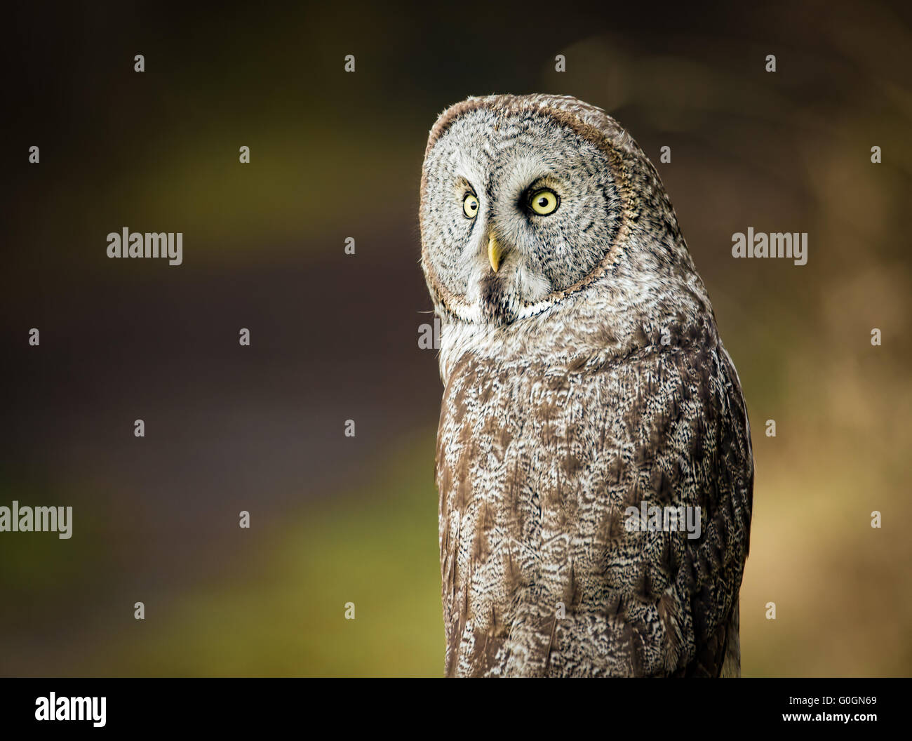 Wild Owl in Nature Stock Photo - Alamy