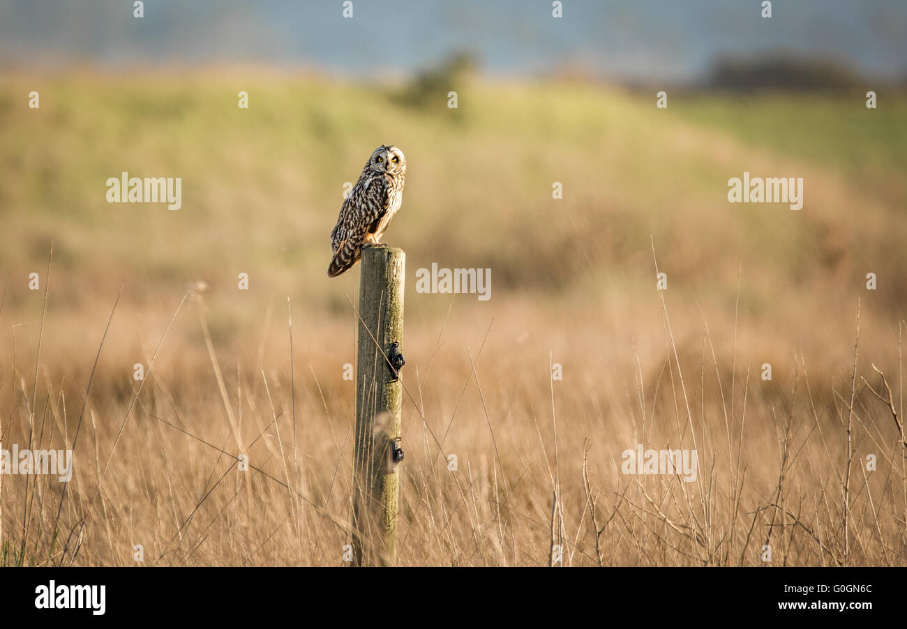 Wild Owl in Nature Stock Photo - Alamy