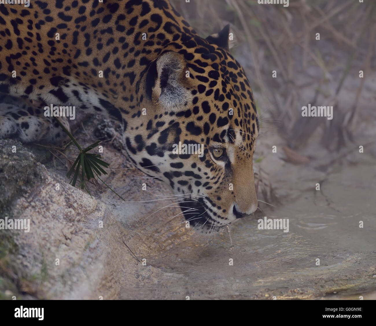 Leopard Drinking Water Stock Photo - Alamy