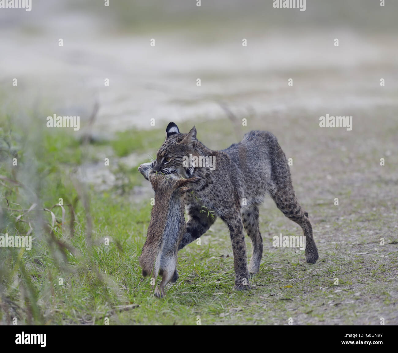 Wild Bobcat Hunting Stock Photo - Alamy