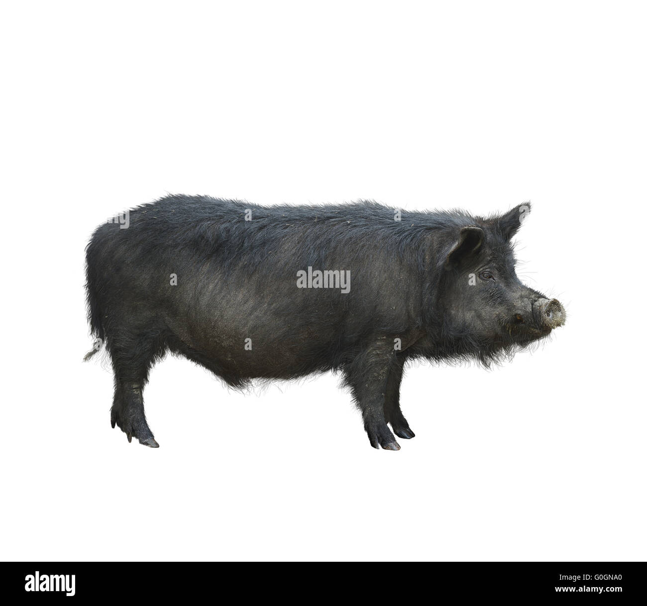 Wild Black Hog Stock Photo - Alamy