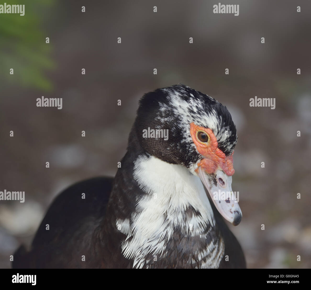 Portrait of Muscovy Duck Stock Photo - Alamy
