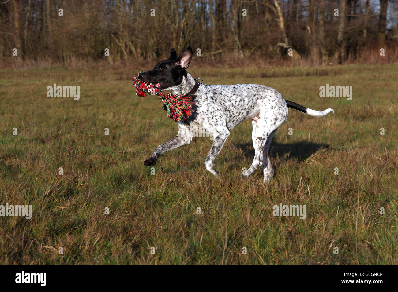 Bone pointer hi-res stock photography and images - Alamy