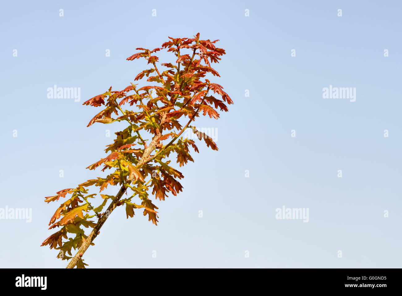 Quercus robur fagaceae hi-res stock photography and images - Alamy