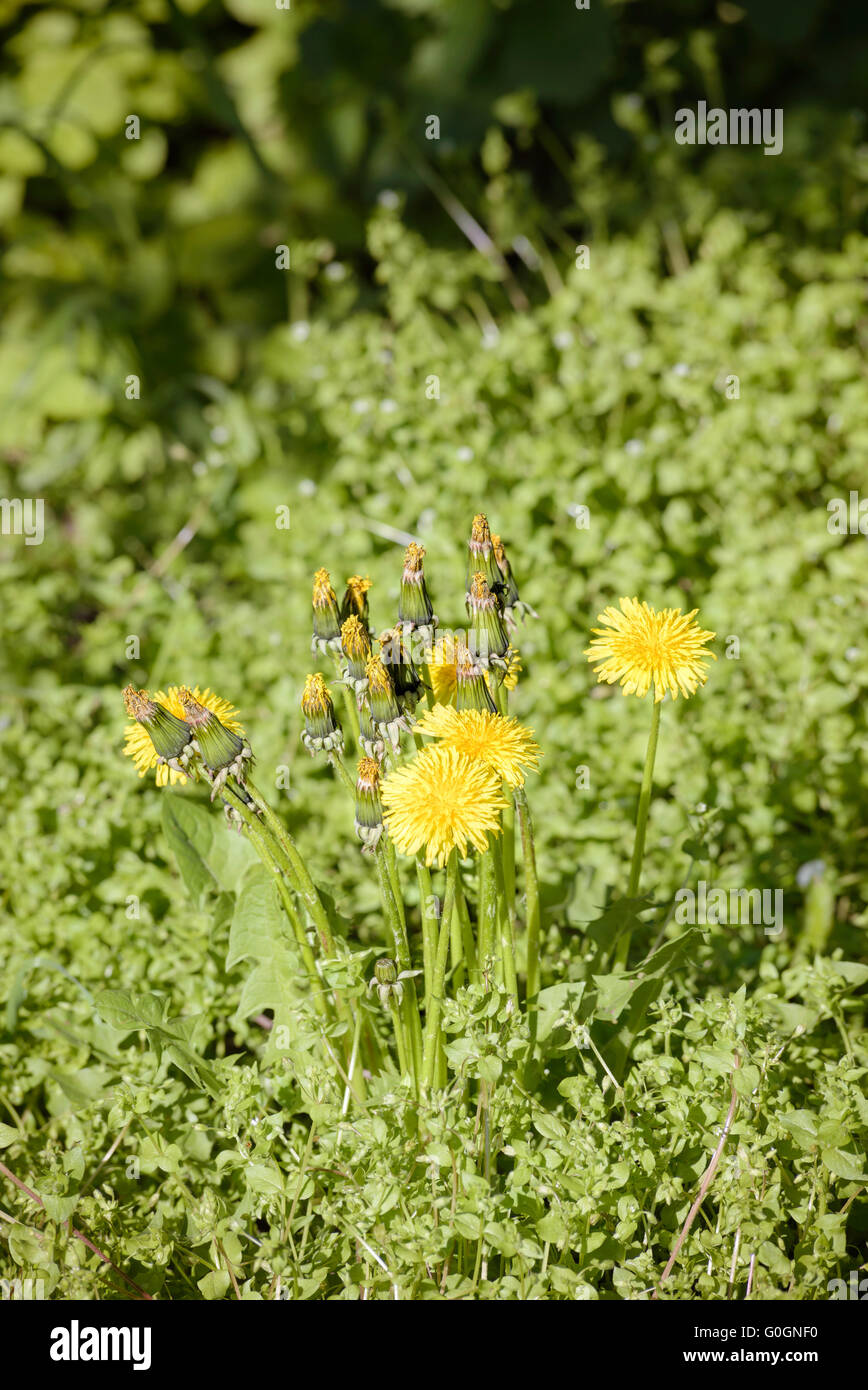 A group of closed and open yellow dandelion flowers in the meadow ...
