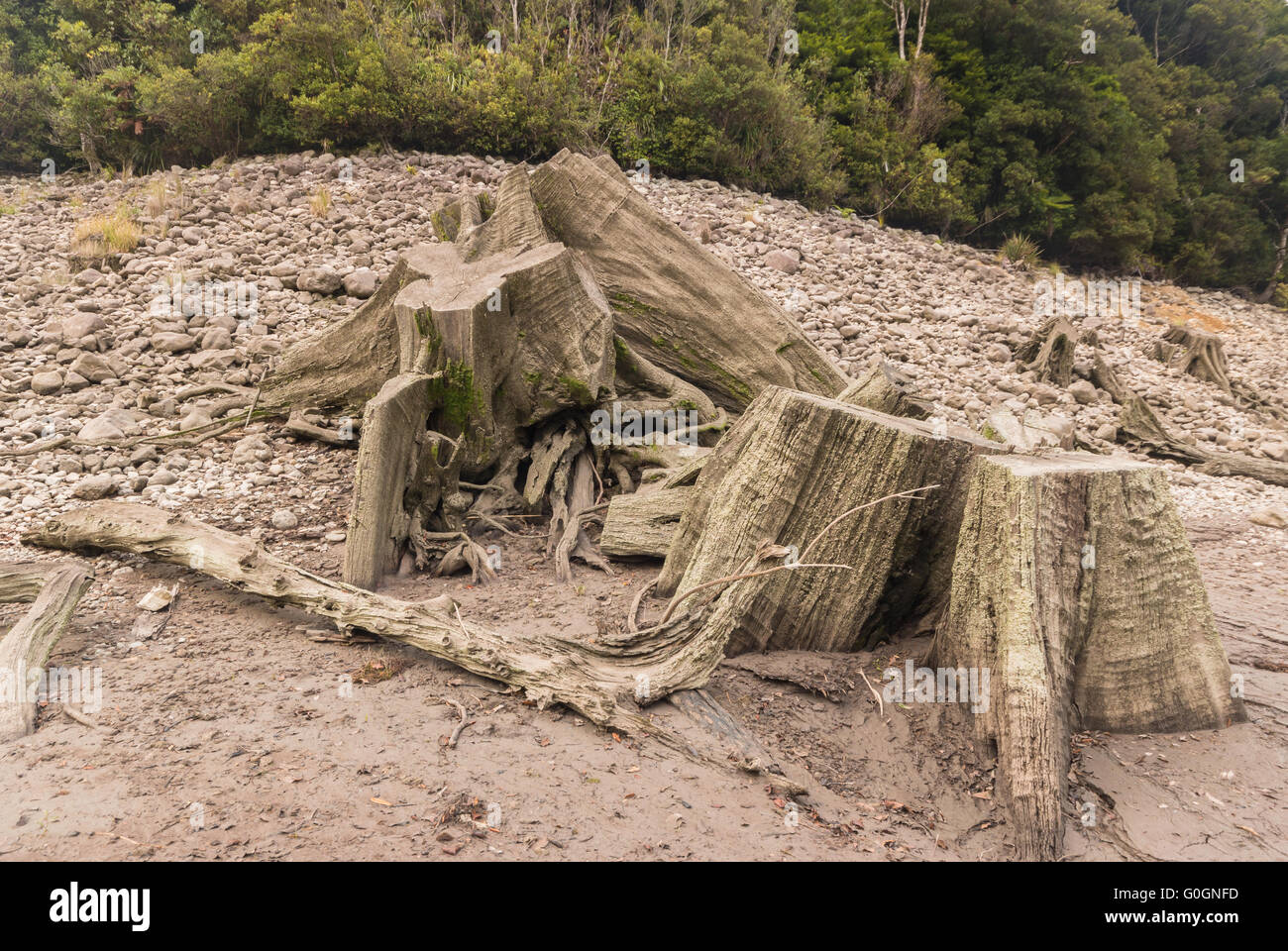 Some old native tree stumps in a dried up lake area Stock Photo - Alamy