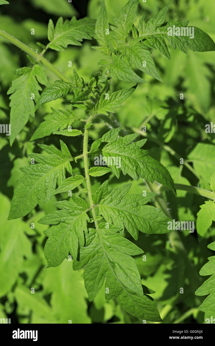 Tray young tomato sprouts hi-res stock photography and images - Alamy