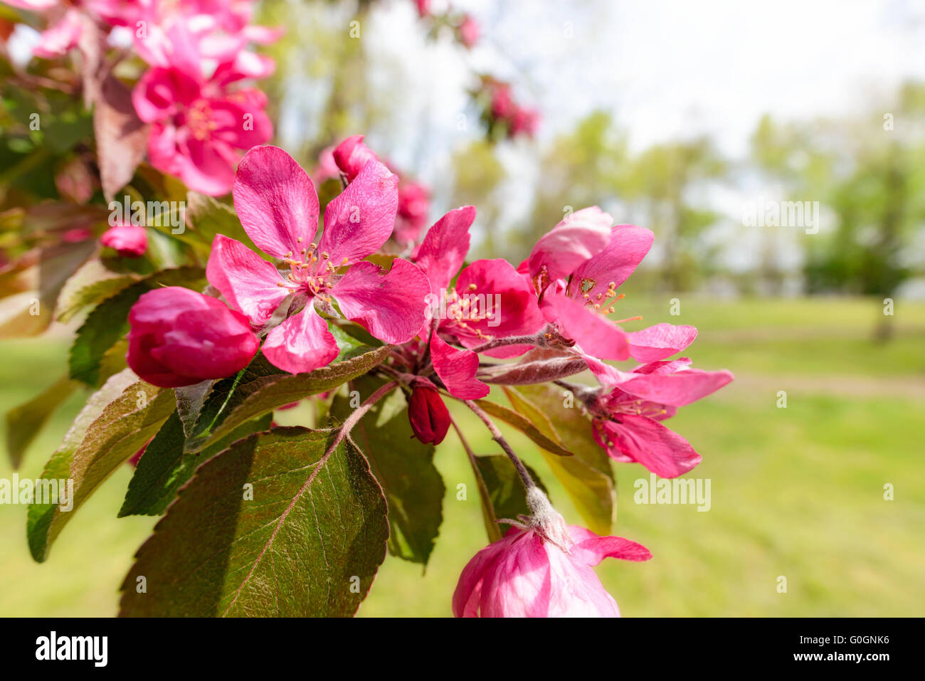 Paradise apple tree hi-res stock photography and images - Alamy