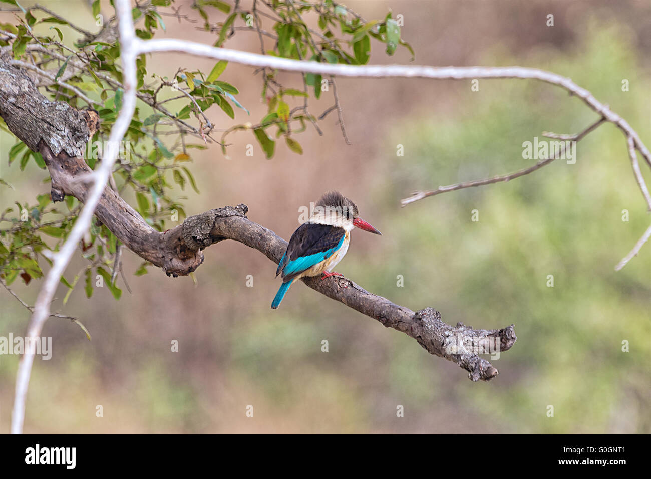 Striped kingfisher hi-res stock photography and images - Alamy