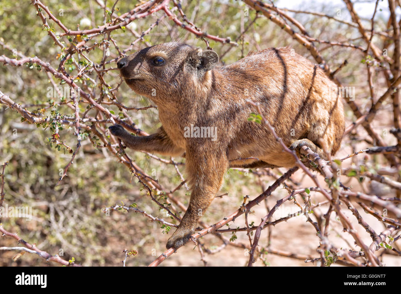 Dassie in a tree at augrabie falls Stock Photo - Alamy