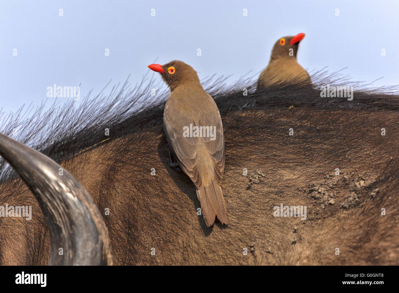 Red Billed Oxpeckers On An Impala High Resolution Stock Photography and ...