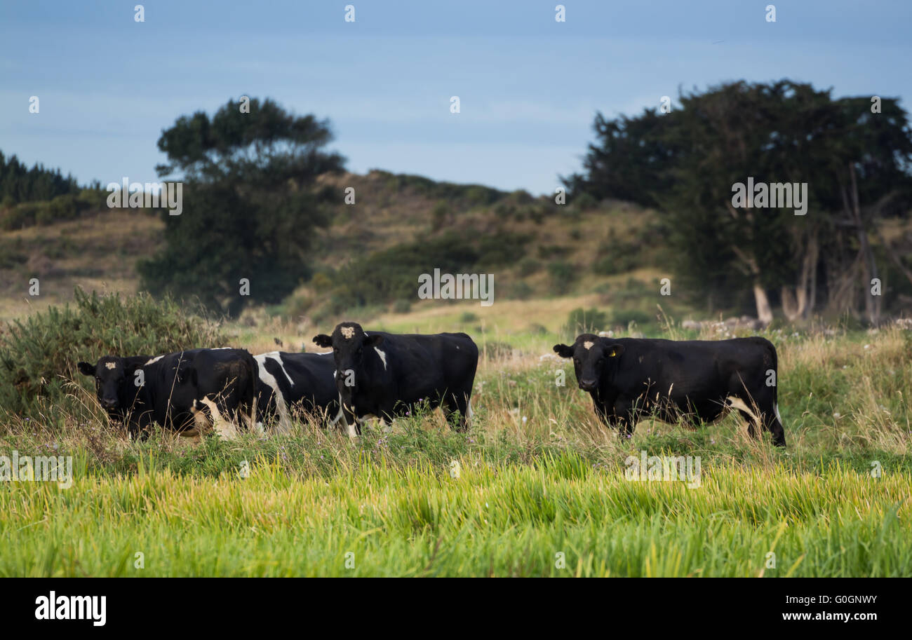 Small herd of young friesian bulls in some long grass Stock Photo - Alamy