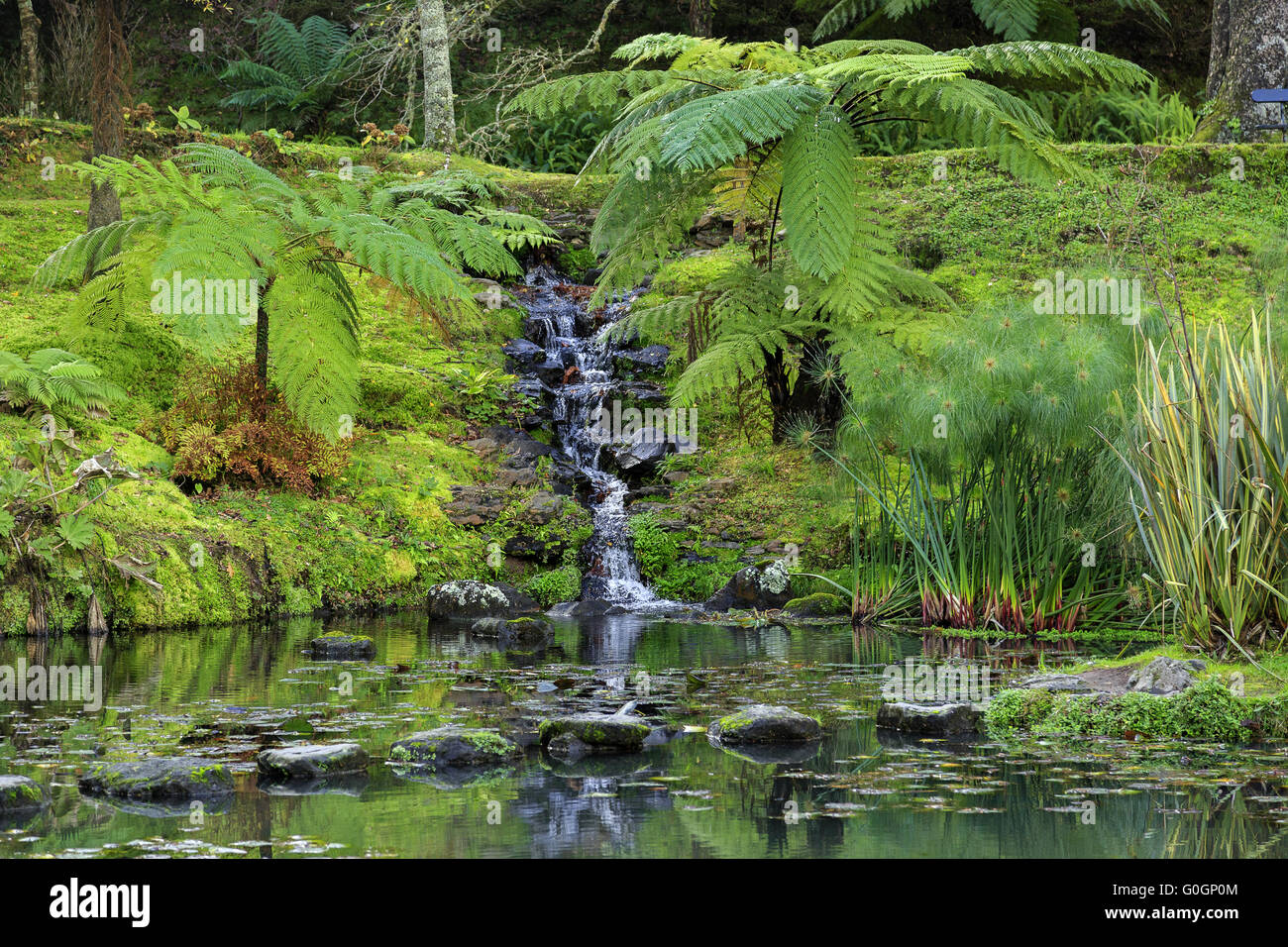 Park with palms and waterfall on Azores Stock Photo - Alamy