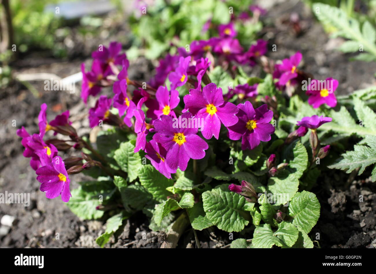 Violet Primrose High Resolution Stock Photography and Images - Alamy