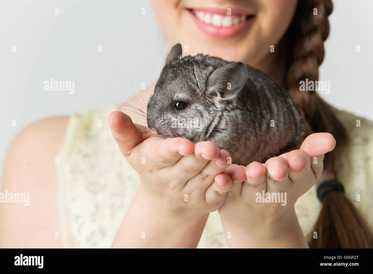 Chinchilla sitting on hands Stock Photo - Alamy
