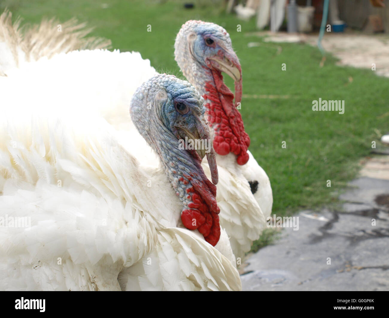 turkey posing for photographs Stock Photo - Alamy