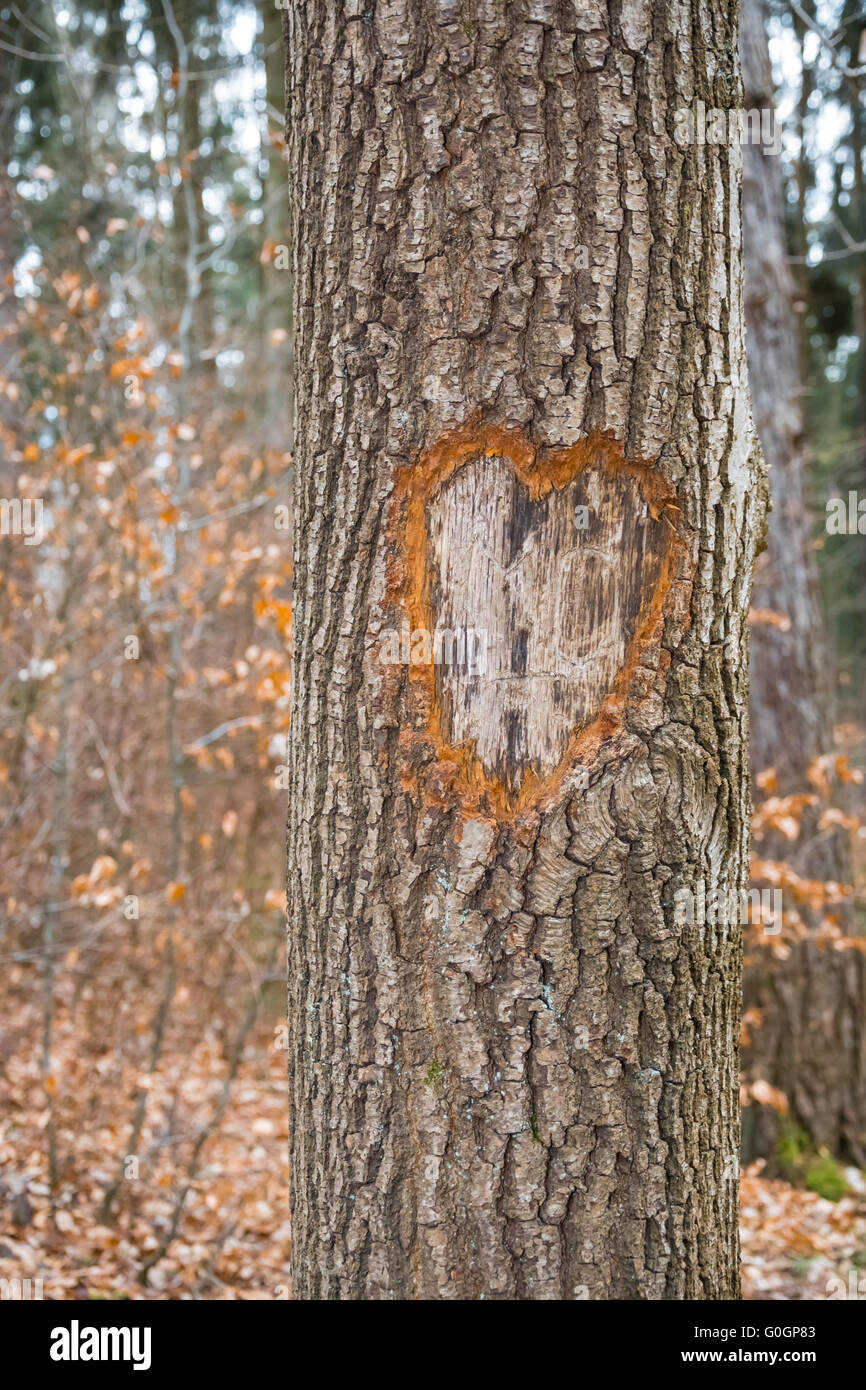 Timber trunk hi-res stock photography and images - Alamy