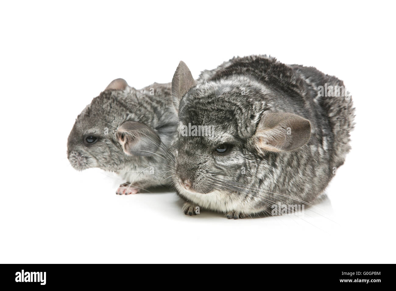 Two chinchillas isolated over white background Stock Photo - Alamy