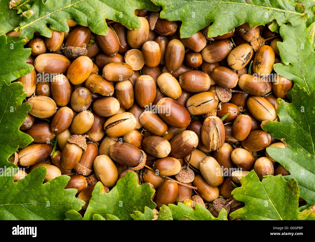 Brown Acorn Nuts with leafs green around them Stock Photo - Alamy