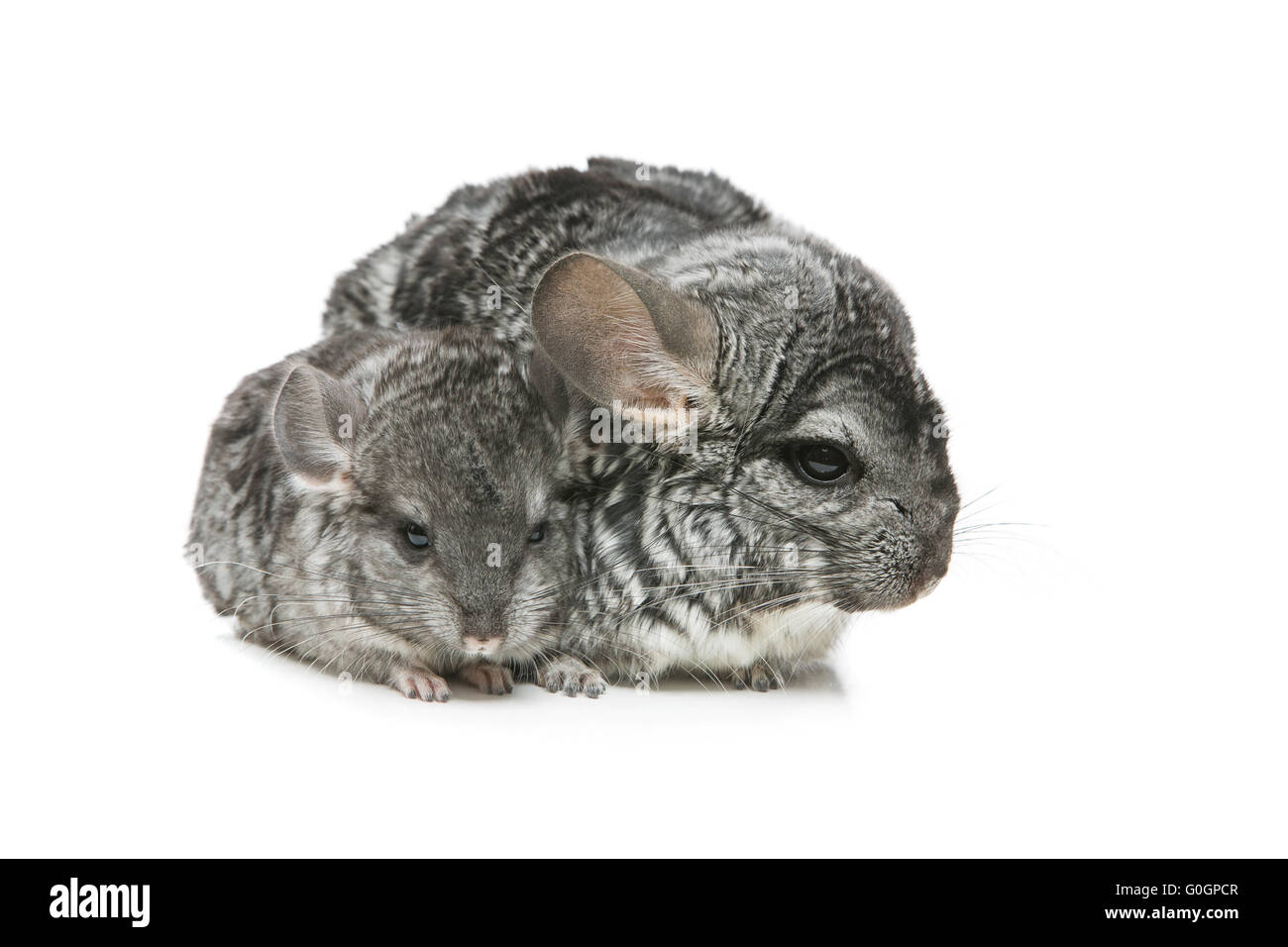 Two chinchillas isolated over white background Stock Photo - Alamy