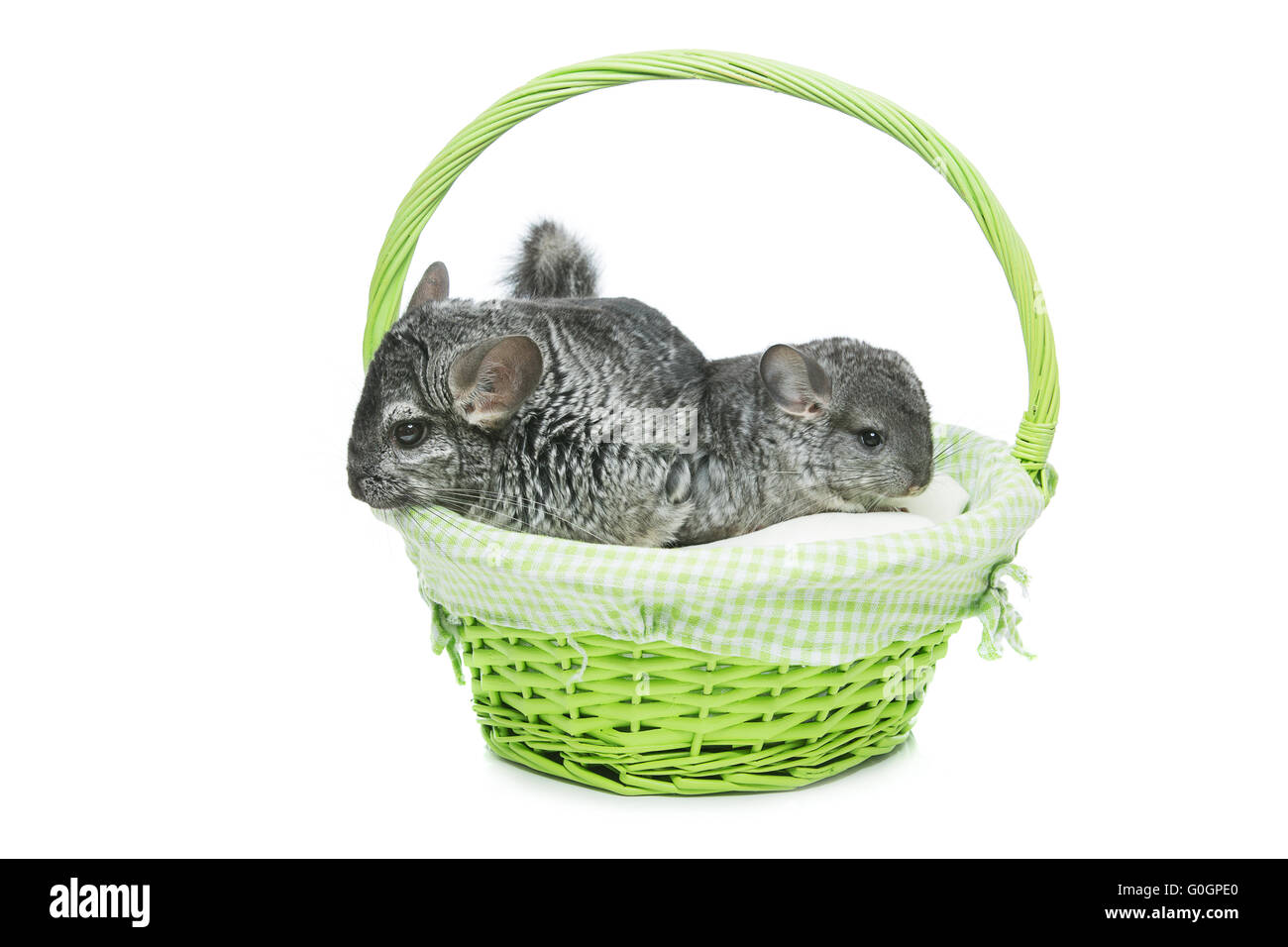Two chinchillas isolated over white background Stock Photo - Alamy