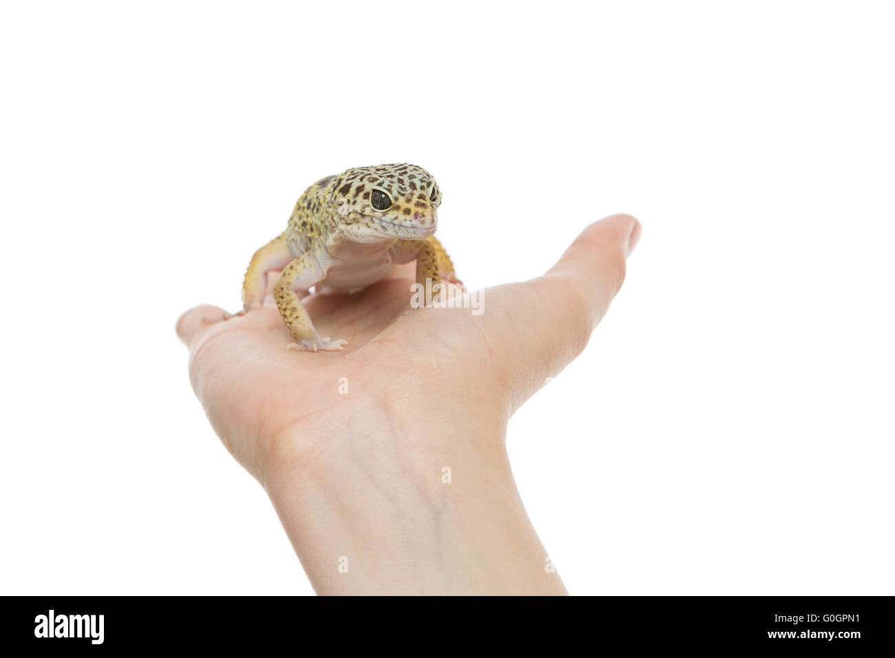 Small lizard on hands Stock Photo - Alamy