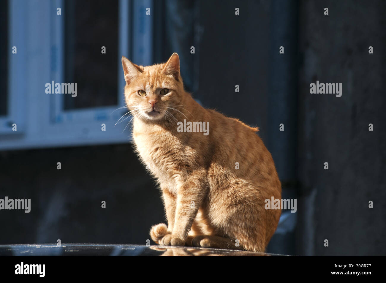 Red street cat on hi-res stock photography and images - Alamy