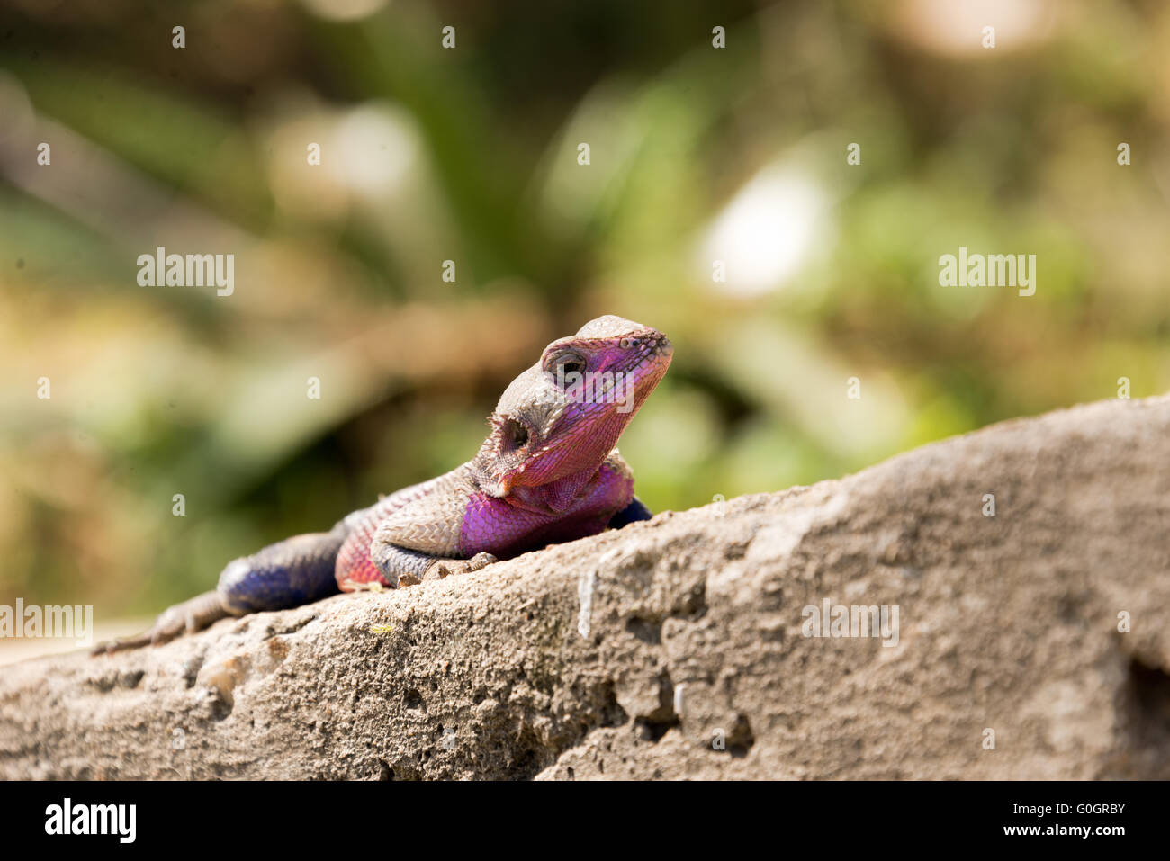 Blue and purple lizard hi-res stock photography and images - Alamy