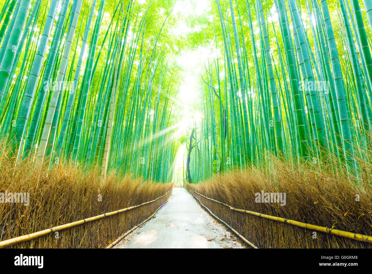 Bamboo Tree Forest Beams God Rays Straight Path H Stock Photo - Alamy