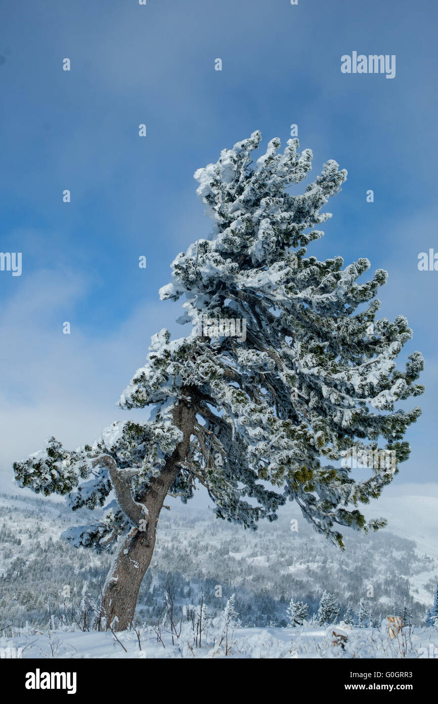 cedar covered with snow in winter Stock Photo - Alamy