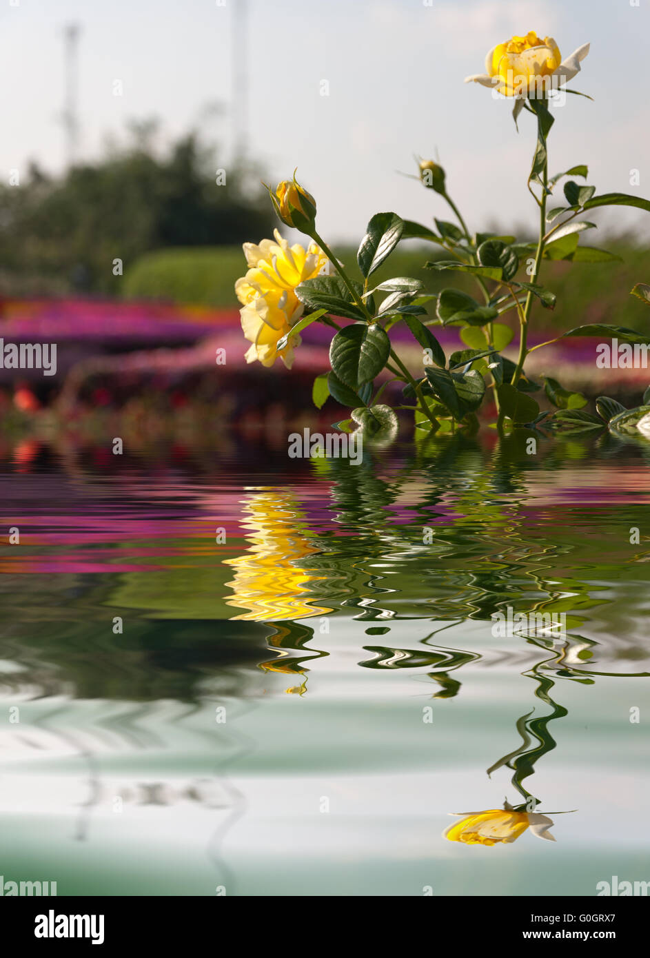Water Ripple and reflections of Flora on water Stock Photo - Alamy