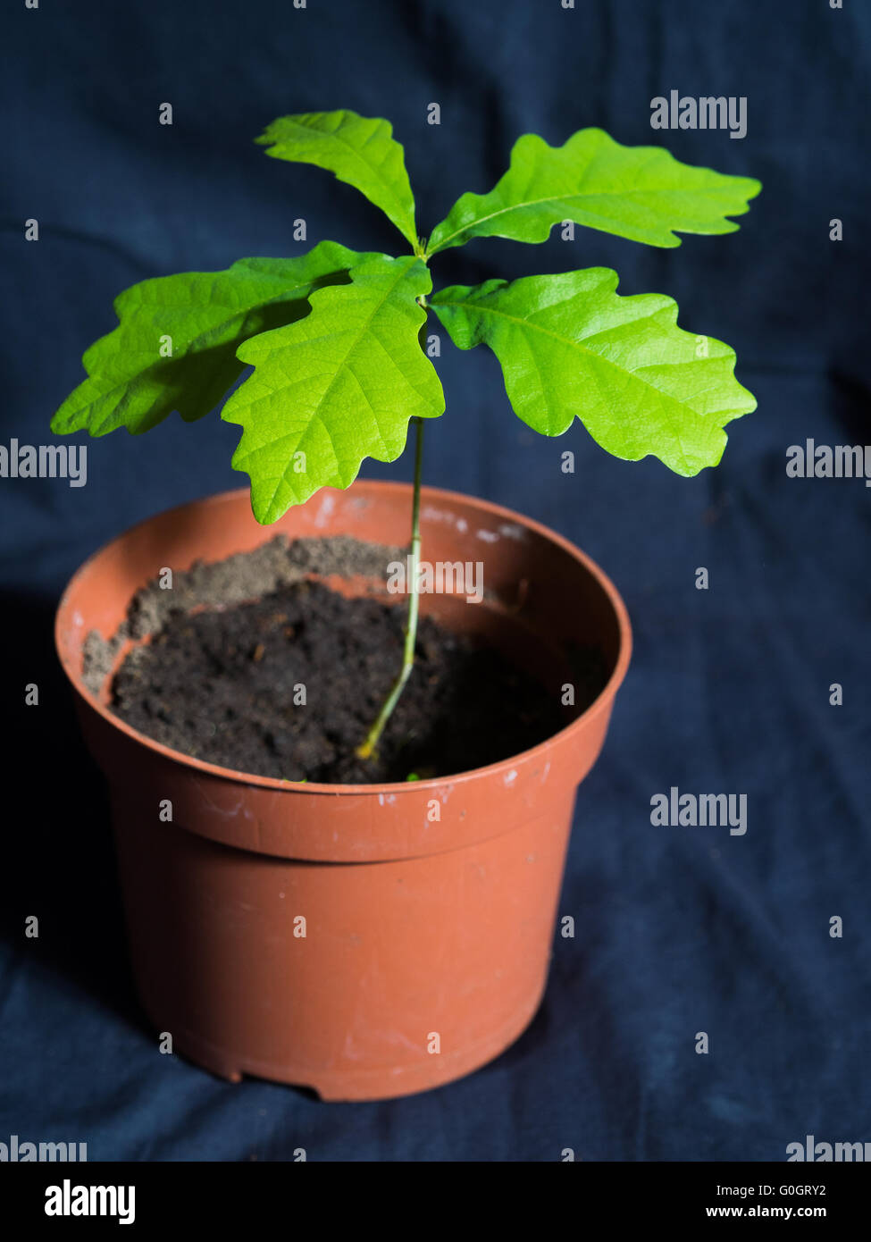 Young oak tree Stock Photo - Alamy