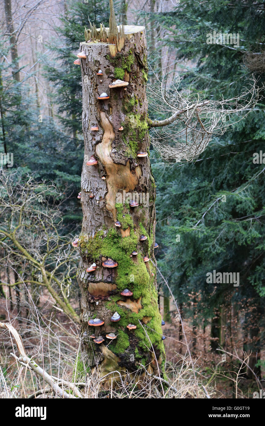 Baumstock hi-res stock photography and images - Alamy