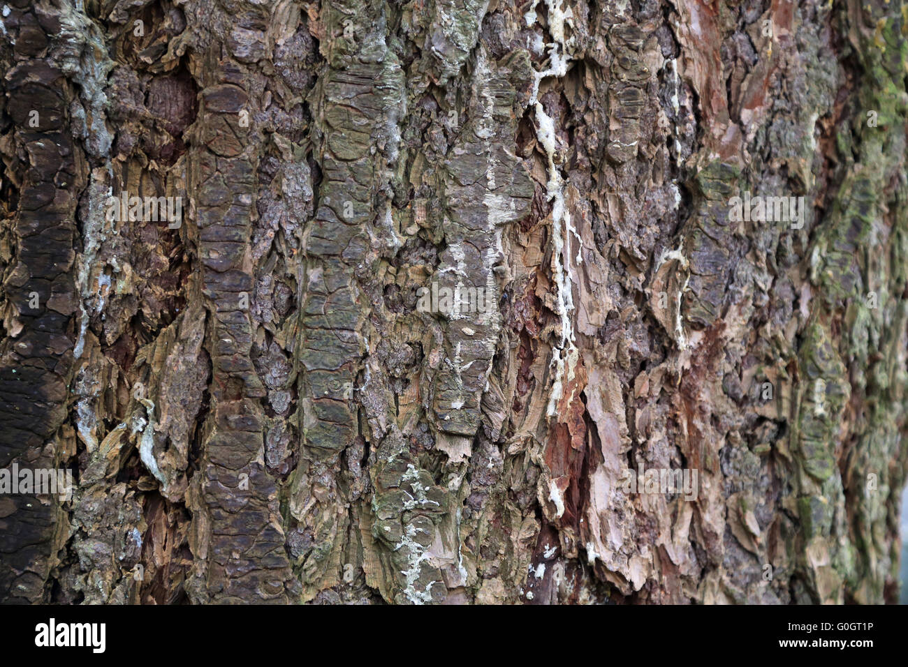 Conifer bark hi-res stock photography and images - Alamy