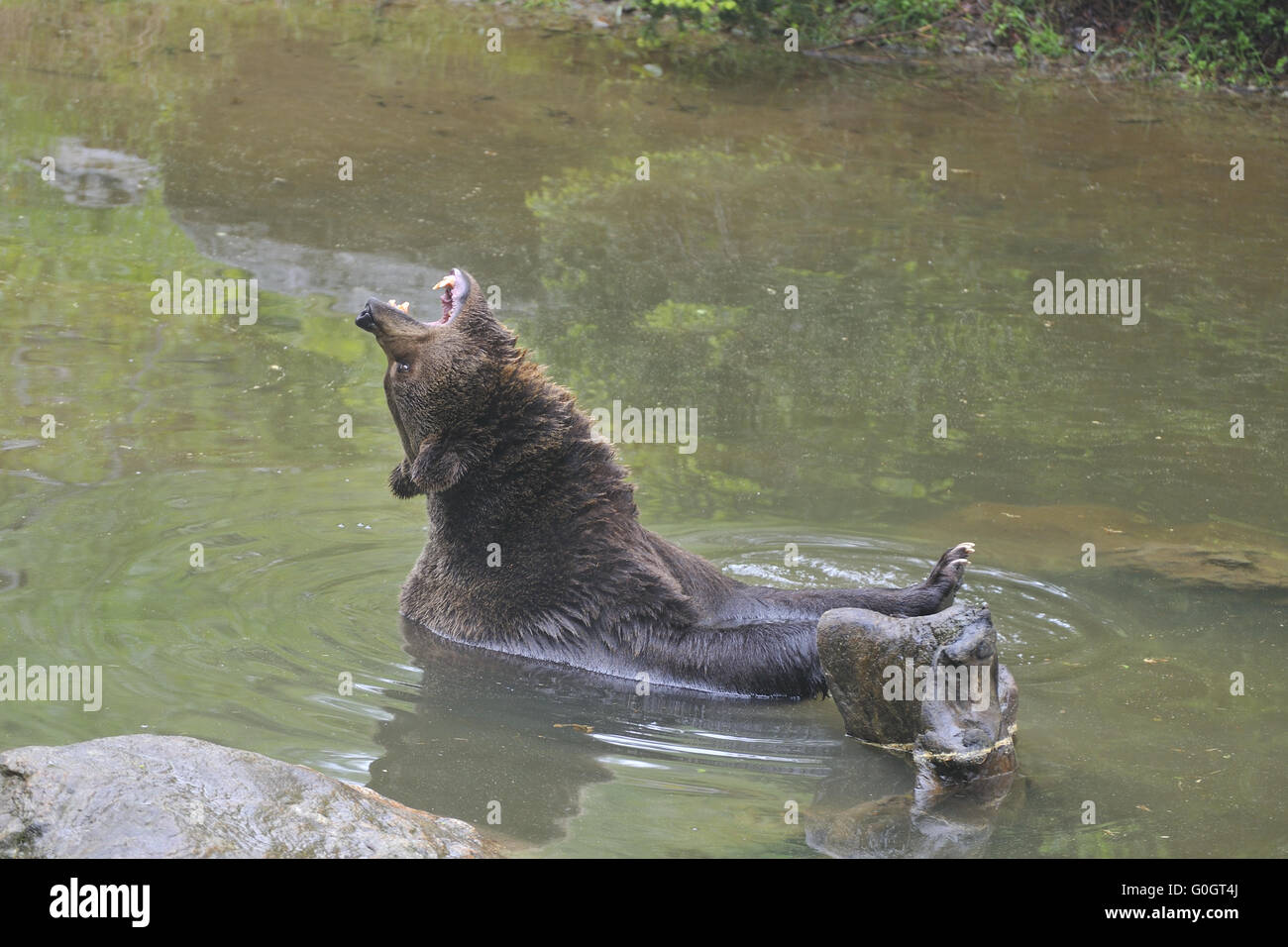 Brown bear walking forest hi-res stock photography and images - Alamy