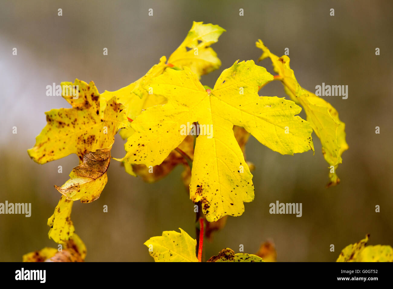 Marble gold leaf hi-res stock photography and images - Alamy