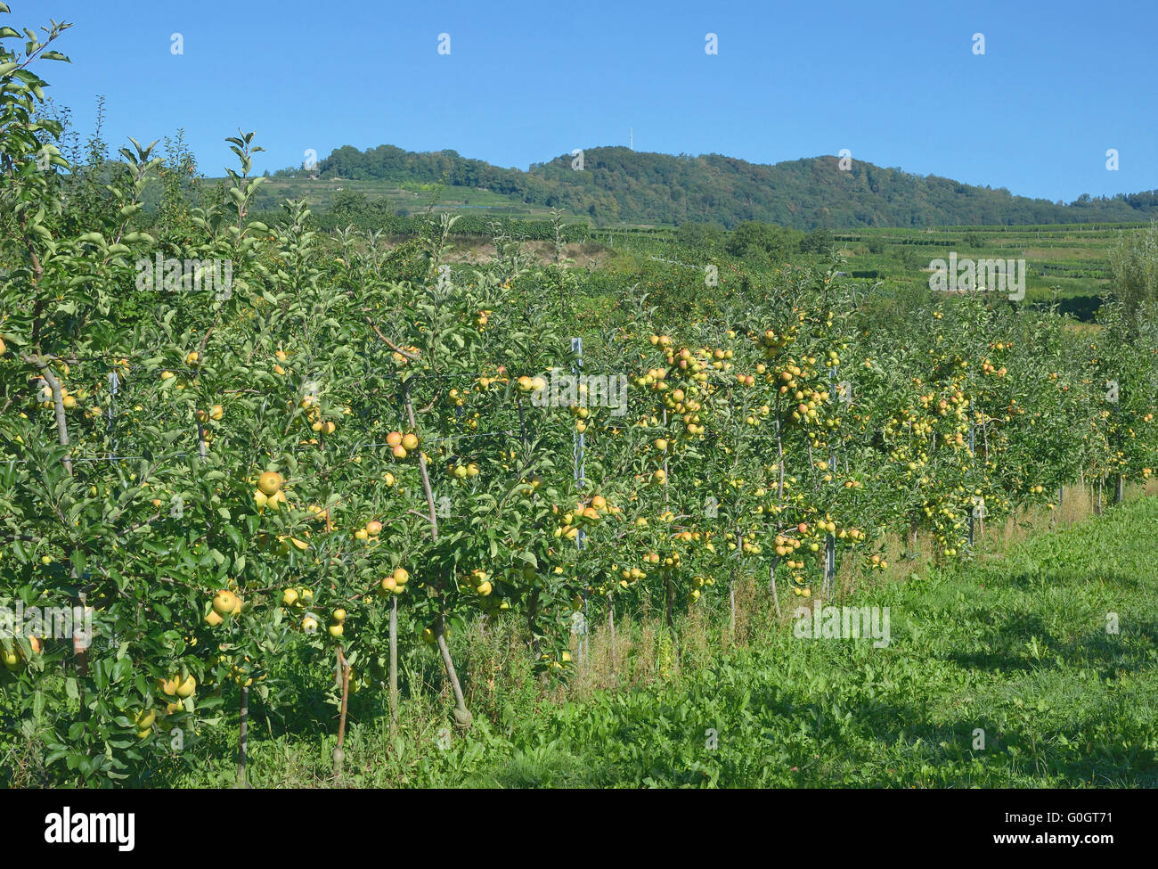 Apfelplantage hi-res stock photography and images - Alamy