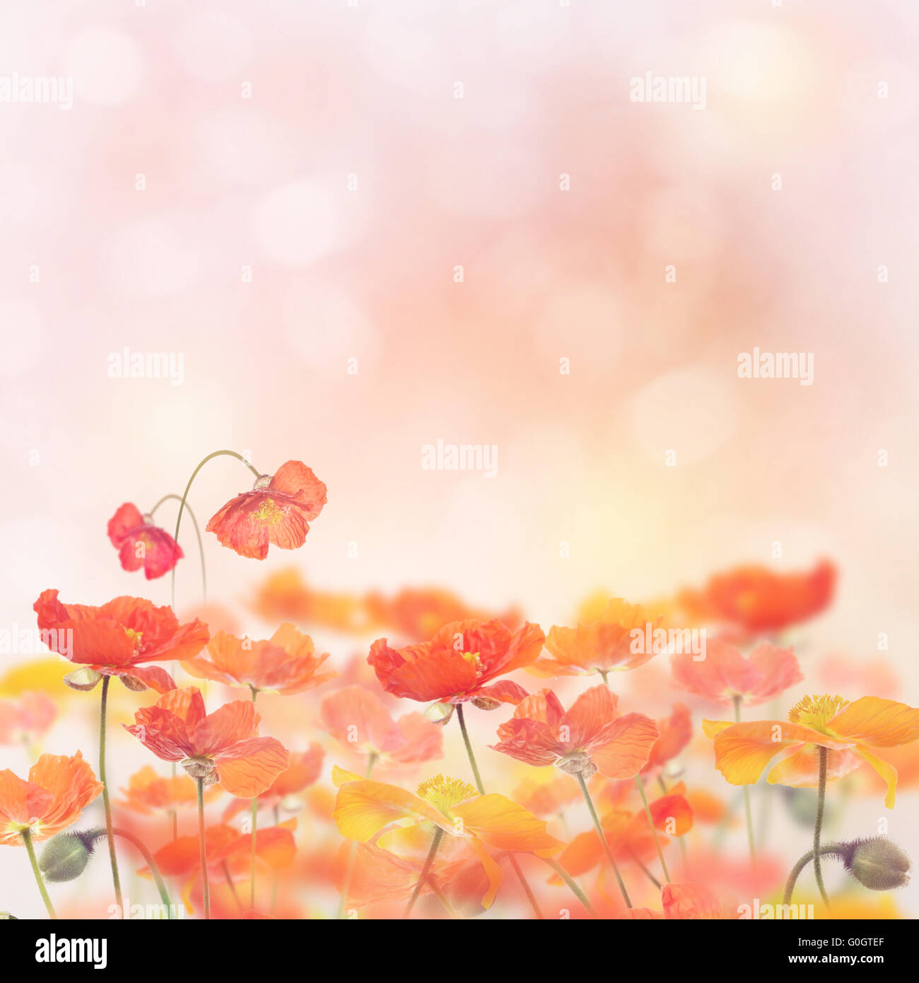 Poppy leaf hi-res stock photography and images - Alamy