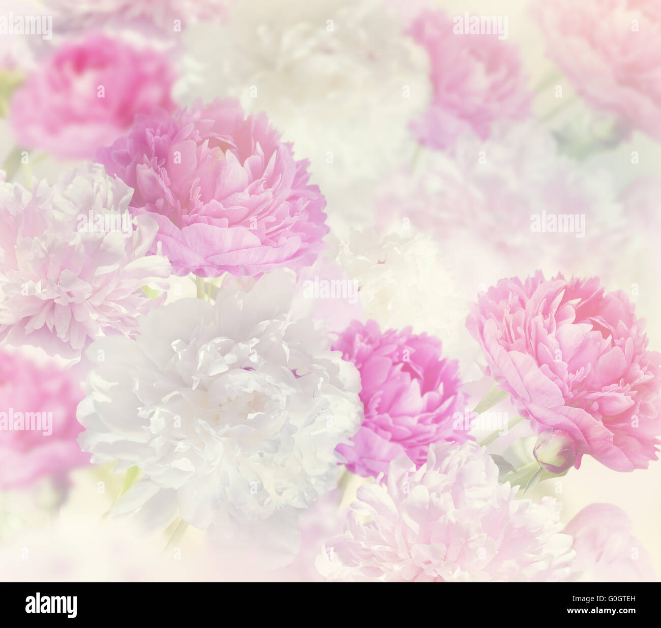 Peony Flowers Background Stock Photo - Alamy